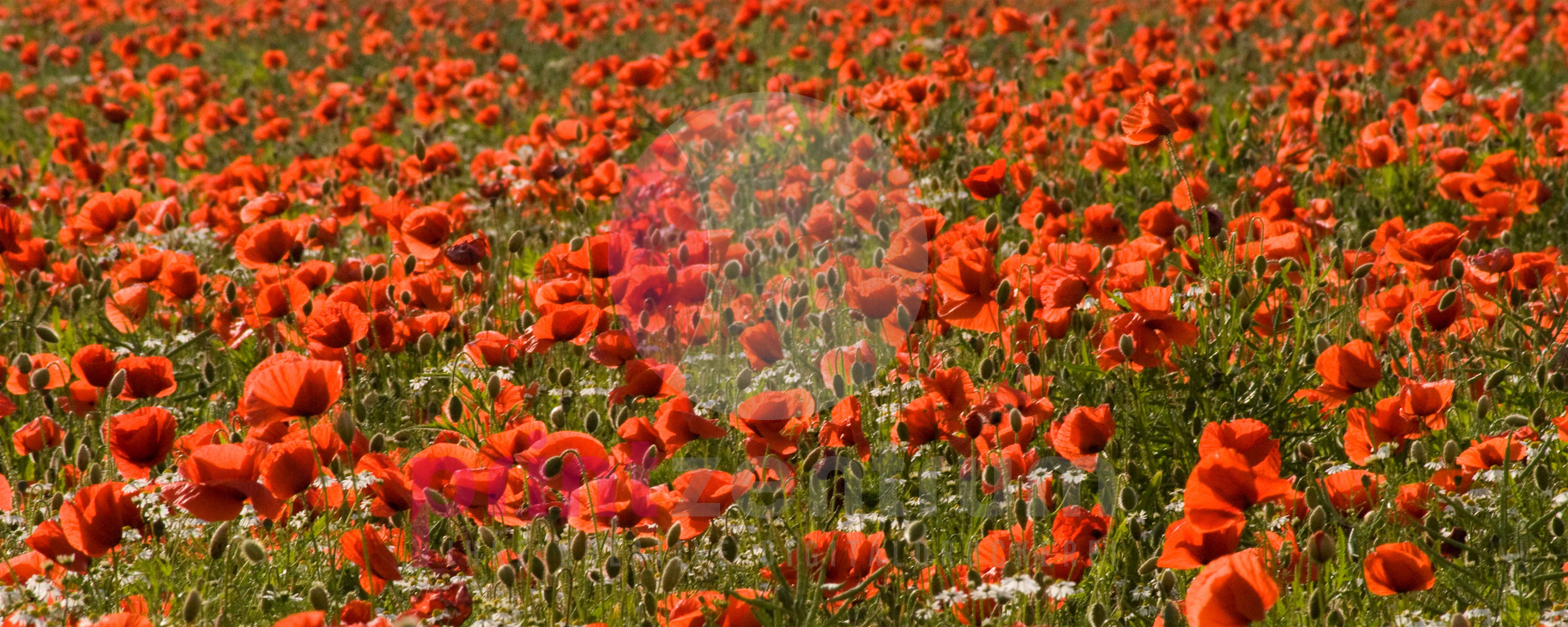 Mohnblumenfeld 3 | Panoramen & Reihenbilder | kategorien | Printzentrum ...