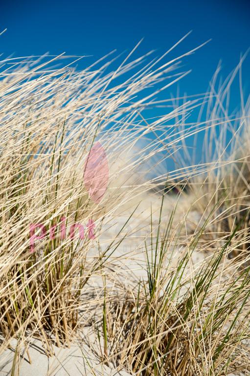 Strandhafer Nahaufnahme | Natur & Tiere | kategorien | Printzentrum ...